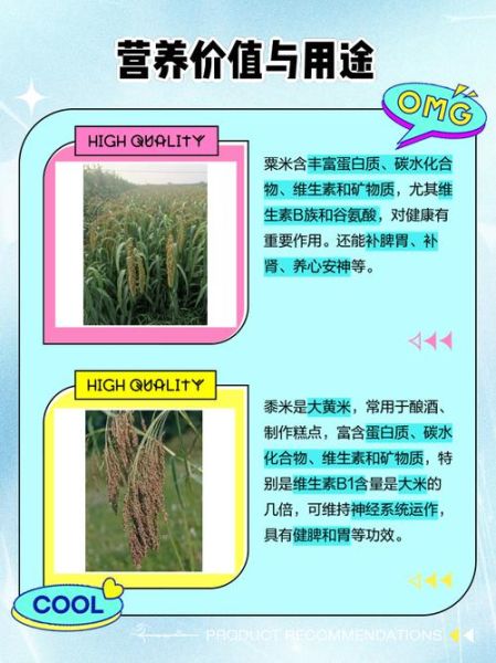 粟米是什么农作物_粟米和小米的区别-第1张图片-山城妙识 粟米是什么农作物_粟米和小米的区别-第1张图片-山城妙识