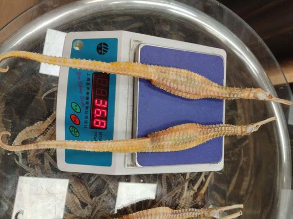 海龙多少钱一克_海龙价格行情-第3张图片-山城妙识 海龙多少钱一克_海龙价格行情-第3张图片-山城妙识