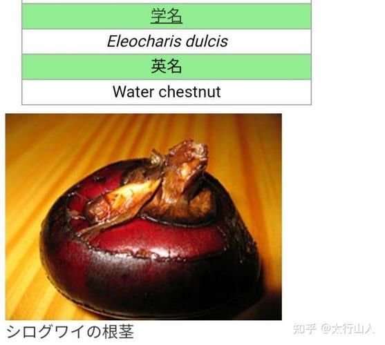 荸荠粉的功效与作用_荸荠粉怎么吃-第2张图片-山城妙识 荸荠粉的功效与作用_荸荠粉怎么吃-第2张图片-山城妙识