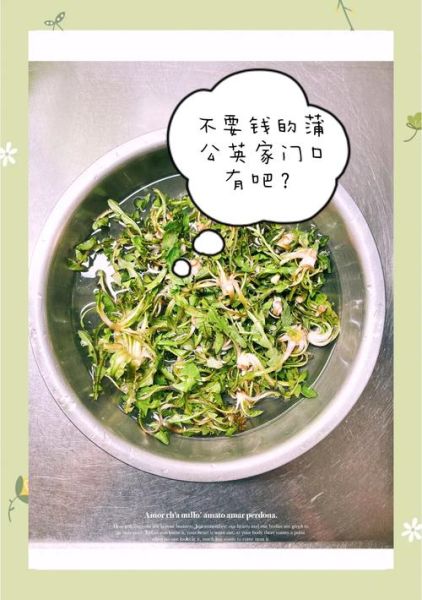 蒲公英的吃法有哪些_蒲公英怎么吃最好-第2张图片-山城妙识 蒲公英的吃法有哪些_蒲公英怎么吃最好-第2张图片-山城妙识