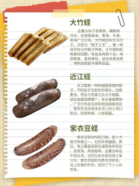 大竹蛏怎么挑选_大竹蛏和竹蛏区别-第3张图片-山城妙识 大竹蛏怎么挑选_大竹蛏和竹蛏区别-第3张图片-山城妙识