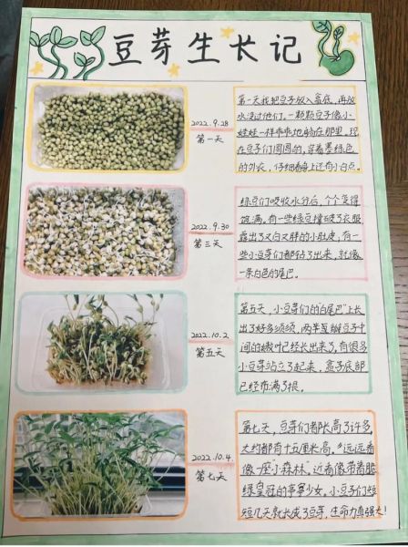 绿豆发芽需要几天_怎么写观察日记-第3张图片-山城妙识 绿豆发芽需要几天_怎么写观察日记-第3张图片-山城妙识