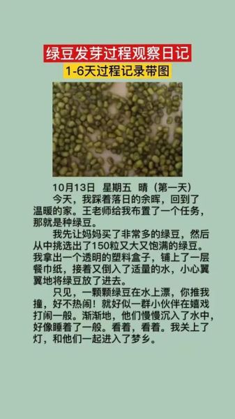 绿豆发芽需要几天_怎么写观察日记-第2张图片-山城妙识 绿豆发芽需要几天_怎么写观察日记-第2张图片-山城妙识
