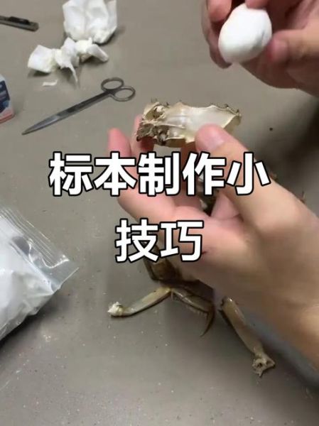 螃蟹标本怎么做_螃蟹标本制作步骤-第3张图片-山城妙识 螃蟹标本怎么做_螃蟹标本制作步骤-第3张图片-山城妙识