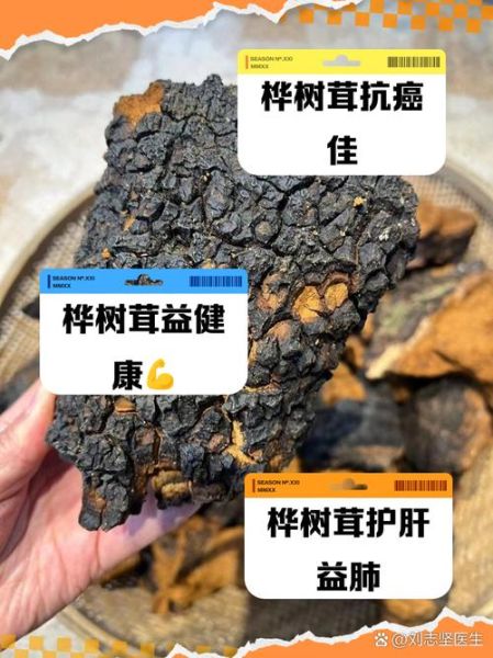 桦树茸的功效主治什么_桦树茸能治哪些病-第2张图片-山城妙识 桦树茸的功效主治什么_桦树茸能治哪些病-第2张图片-山城妙识