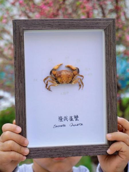 螃蟹标本怎么做_螃蟹标本制作步骤-第2张图片-山城妙识 螃蟹标本怎么做_螃蟹标本制作步骤-第2张图片-山城妙识