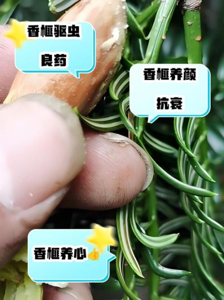 吃香榧有什么好处和坏处_吃香榧会上火吗-第1张图片-山城妙识 吃香榧有什么好处和坏处_吃香榧会上火吗-第1张图片-山城妙识