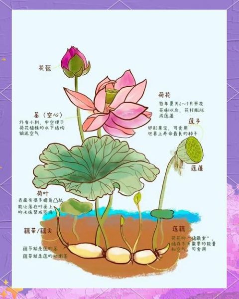 莲藕怎么种_莲藕种植技术要领-第2张图片-山城妙识 莲藕怎么种_莲藕种植技术要领-第2张图片-山城妙识