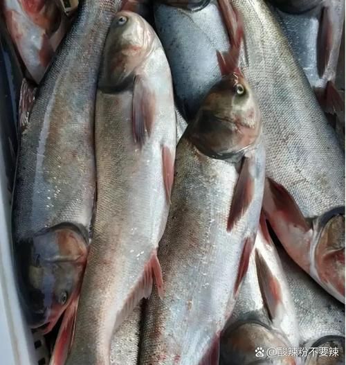 白鲢鱼刺多吗_白鲢鱼适合宝宝吃吗-第1张图片-山城妙识 白鲢鱼刺多吗_白鲢鱼适合宝宝吃吗-第1张图片-山城妙识