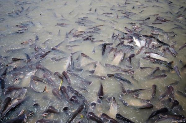 草鱼一亩养多少_草鱼亩产量多少斤-第1张图片-山城妙识 草鱼一亩养多少_草鱼亩产量多少斤-第1张图片-山城妙识