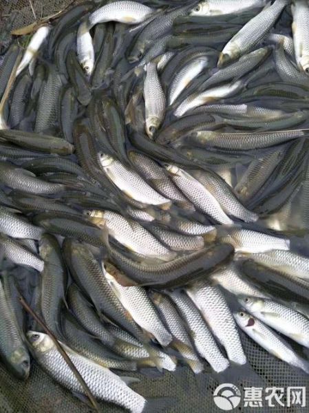 草鱼一亩养多少_草鱼亩产量多少斤-第3张图片-山城妙识 草鱼一亩养多少_草鱼亩产量多少斤-第3张图片-山城妙识