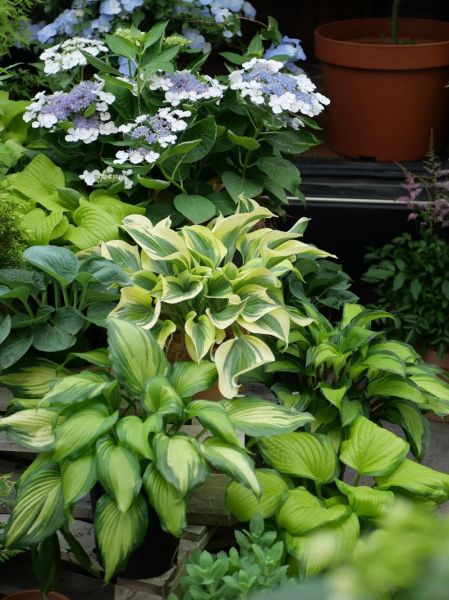 玉簪花怎么养_玉簪花适合种在哪里-第3张图片-山城妙识 玉簪花怎么养_玉簪花适合种在哪里-第3张图片-山城妙识