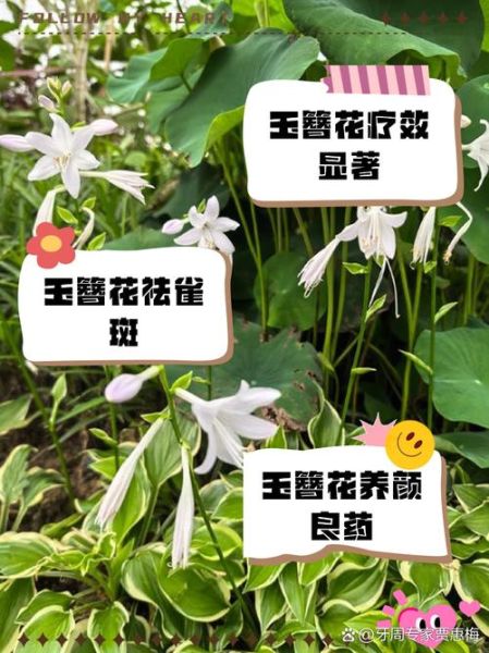 玉簪花怎么养_玉簪花适合种在哪里-第2张图片-山城妙识 玉簪花怎么养_玉簪花适合种在哪里-第2张图片-山城妙识