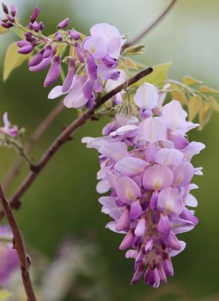 紫槐花与白槐花的区别_哪个更好吃-第1张图片-山城妙识 紫槐花与白槐花的区别_哪个更好吃-第1张图片-山城妙识