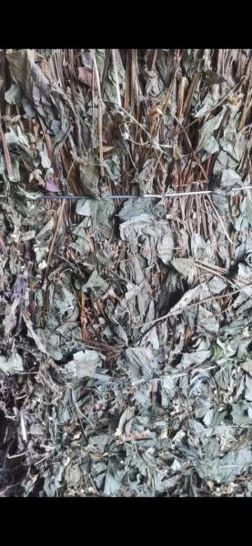 干鱼腥草图片_如何辨别真假-第3张图片-山城妙识