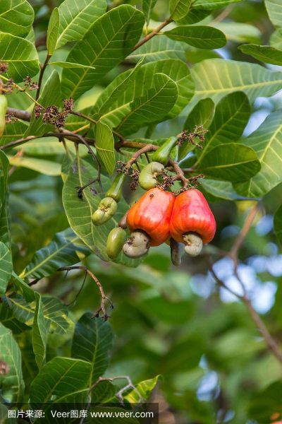 腰果图片树图片欣赏_腰果树长什么样-第2张图片-山城妙识 腰果图片树图片欣赏_腰果树长什么样-第2张图片-山城妙识