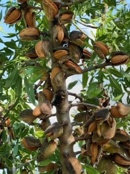 腰果图片树图片欣赏_腰果树长什么样-第1张图片-山城妙识 腰果图片树图片欣赏_腰果树长什么样-第1张图片-山城妙识