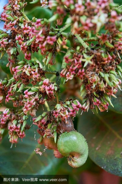 腰果图片树图片欣赏_腰果树长什么样-第3张图片-山城妙识 腰果图片树图片欣赏_腰果树长什么样-第3张图片-山城妙识