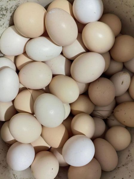 土鸡蛋价格今日价一斤_土鸡蛋多少钱一斤-第3张图片-山城妙识 土鸡蛋价格今日价一斤_土鸡蛋多少钱一斤-第3张图片-山城妙识