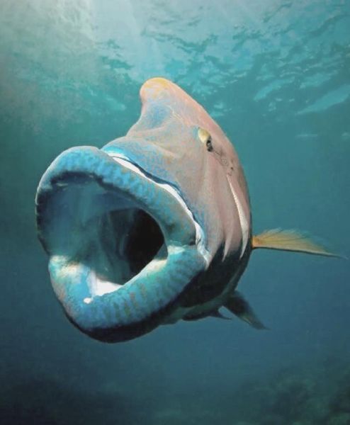 苏眉鱼图片价格_苏眉鱼多少钱一斤-第2张图片-山城妙识 苏眉鱼图片价格_苏眉鱼多少钱一斤-第2张图片-山城妙识