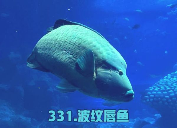 苏眉鱼图片价格_苏眉鱼多少钱一斤-第3张图片-山城妙识 苏眉鱼图片价格_苏眉鱼多少钱一斤-第3张图片-山城妙识