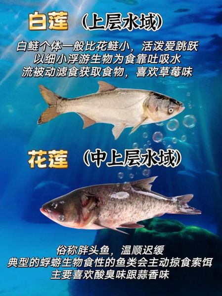白鲢鱼和花鲢鱼的区别_哪个更好吃-第3张图片-山城妙识 白鲢鱼和花鲢鱼的区别_哪个更好吃-第3张图片-山城妙识