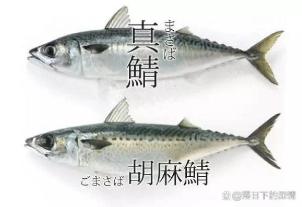 青鱼和鲭鱼图片区别_如何一眼分辨-第1张图片-山城妙识 青鱼和鲭鱼图片区别_如何一眼分辨-第1张图片-山城妙识