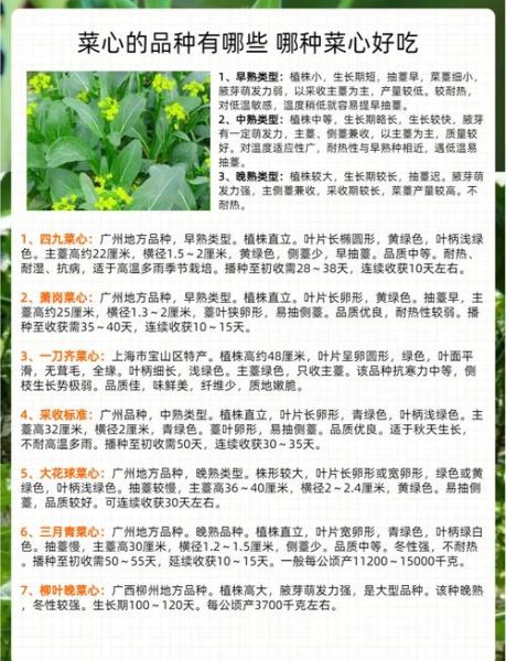 油菜心与菜心的区别_哪个更好吃-第1张图片-山城妙识 油菜心与菜心的区别_哪个更好吃-第1张图片-山城妙识