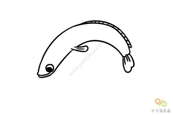 乌鱼图片大全大图_简笔画怎么画-第2张图片-山城妙识 乌鱼图片大全大图_简笔画怎么画-第2张图片-山城妙识