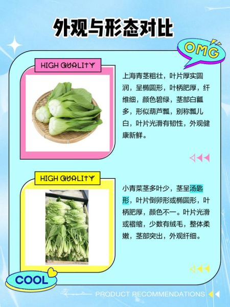 上海青和油菜是同一种菜吗_区别与真相-第1张图片-山城妙识 上海青和油菜是同一种菜吗_区别与真相-第1张图片-山城妙识