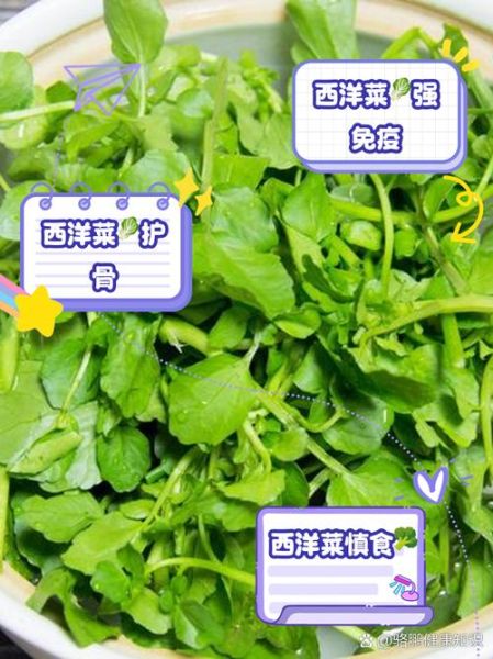 西洋菜怎么种_西洋菜营养价值高吗-第1张图片-山城妙识 西洋菜怎么种_西洋菜营养价值高吗-第1张图片-山城妙识