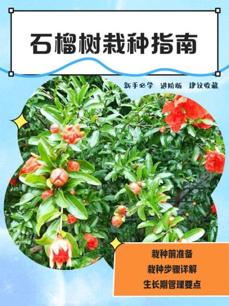 石榴树怎么种植_石榴树如何管理-第1张图片-山城妙识 石榴树怎么种植_石榴树如何管理-第1张图片-山城妙识