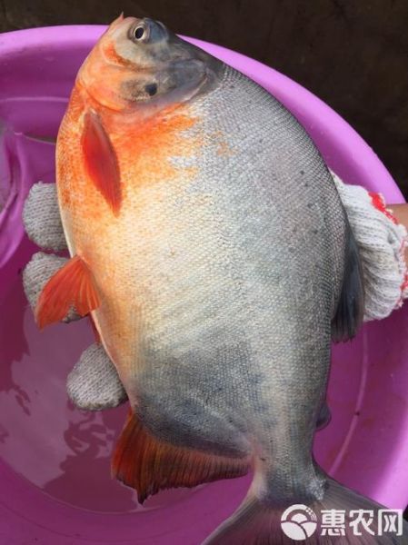 红鲳鱼是海鱼还是河鱼_红鲳鱼生长环境揭秘-第3张图片-山城妙识 红鲳鱼是海鱼还是河鱼_红鲳鱼生长环境揭秘-第3张图片-山城妙识