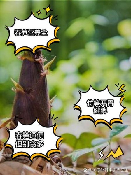 女性吃竹笋的好处和坏处_竹笋对女性的影响-第2张图片-山城妙识 女性吃竹笋的好处和坏处_竹笋对女性的影响-第2张图片-山城妙识