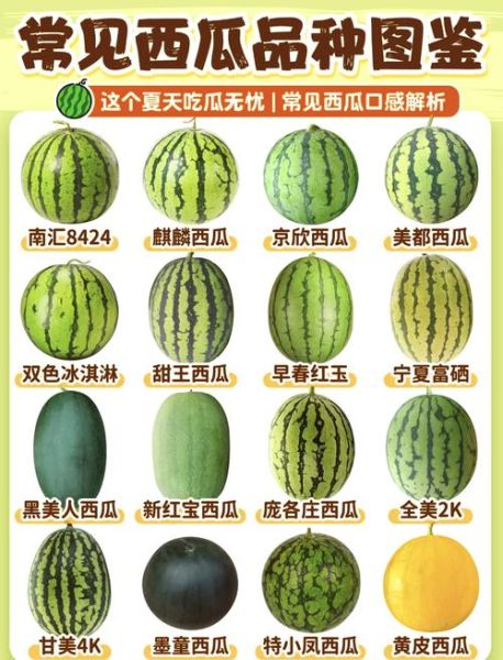 黑美人和麒麟瓜哪个好吃_口感甜度对比-第1张图片-山城妙识 黑美人和麒麟瓜哪个好吃_口感甜度对比-第1张图片-山城妙识