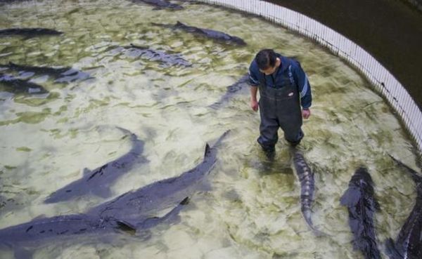 人工养殖中华鲟赚钱吗_中华鲟养殖技术要点-第1张图片-山城妙识 人工养殖中华鲟赚钱吗_中华鲟养殖技术要点-第1张图片-山城妙识