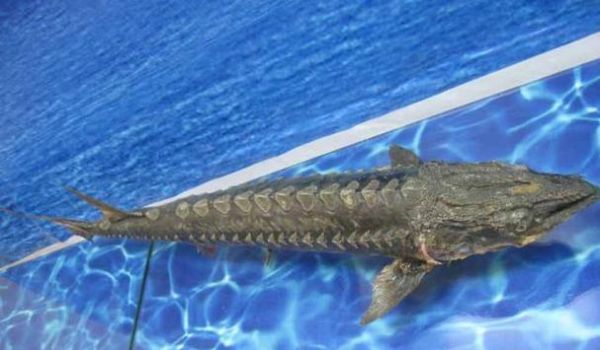 人工养殖中华鲟赚钱吗_中华鲟养殖技术要点-第3张图片-山城妙识 人工养殖中华鲟赚钱吗_中华鲟养殖技术要点-第3张图片-山城妙识