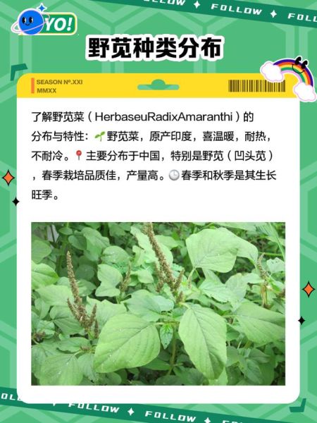 野生苋菜图片大全_如何辨别可食用品种-第1张图片-山城妙识 野生苋菜图片大全_如何辨别可食用品种-第1张图片-山城妙识
