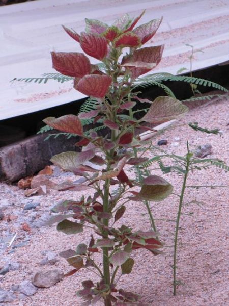 野生苋菜图片大全_如何辨别可食用品种-第2张图片-山城妙识 野生苋菜图片大全_如何辨别可食用品种-第2张图片-山城妙识
