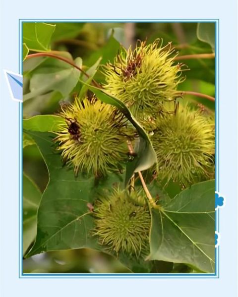 路路通中药功效与作用_路路通怎么泡水喝-第1张图片-山城妙识 路路通中药功效与作用_路路通怎么泡水喝-第1张图片-山城妙识