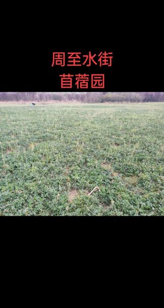 苜蓿园怎么读_苜蓿园属于哪个区-第1张图片-山城妙识 苜蓿园怎么读_苜蓿园属于哪个区-第1张图片-山城妙识