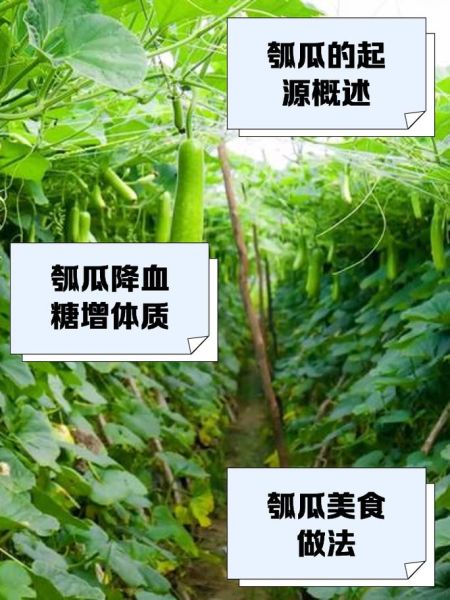 瓠怎么读_瓠是什么意思-第3张图片-山城妙识 瓠怎么读_瓠是什么意思-第3张图片-山城妙识