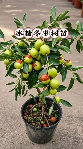 冬枣树苗怎么选_冬枣树苗价格多少钱一棵-第3张图片-山城妙识 冬枣树苗怎么选_冬枣树苗价格多少钱一棵-第3张图片-山城妙识