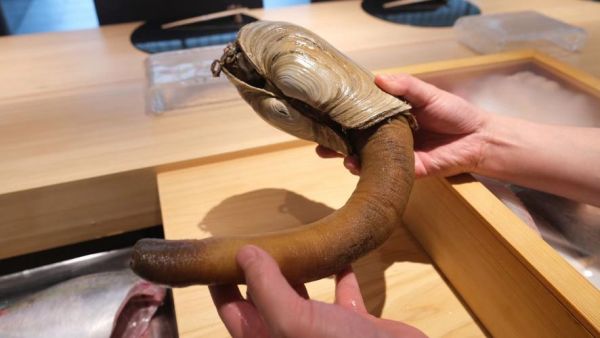 小的象拔蚌叫什么_象拔蚌品种区别-第3张图片-山城妙识 小的象拔蚌叫什么_象拔蚌品种区别-第3张图片-山城妙识