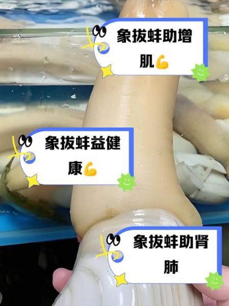 小的象拔蚌叫什么_象拔蚌品种区别-第2张图片-山城妙识 小的象拔蚌叫什么_象拔蚌品种区别-第2张图片-山城妙识