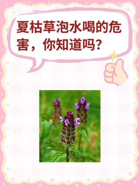 夏枯草泡水喝的功效与作用_夏枯草泡水可以天天喝吗-第3张图片-山城妙识 夏枯草泡水喝的功效与作用_夏枯草泡水可以天天喝吗-第3张图片-山城妙识