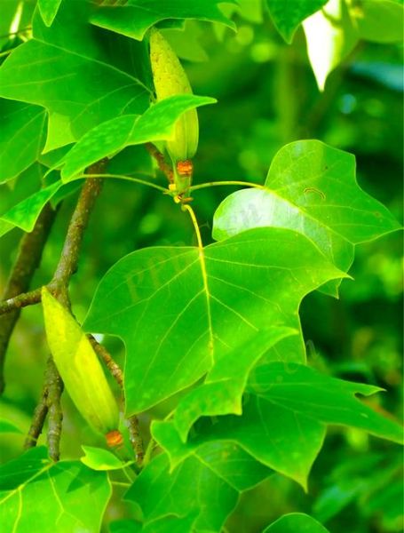 鹅掌揪木是什么_鹅掌揪木价格贵吗-第2张图片-山城妙识 鹅掌揪木是什么_鹅掌揪木价格贵吗-第2张图片-山城妙识