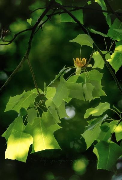 鹅掌揪木是什么_鹅掌揪木价格贵吗-第1张图片-山城妙识 鹅掌揪木是什么_鹅掌揪木价格贵吗-第1张图片-山城妙识