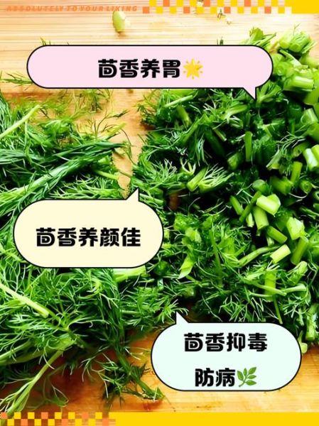 茴香降血压还是升血压_高血压能吃茴香吗-第1张图片-山城妙识 茴香降血压还是升血压_高血压能吃茴香吗-第1张图片-山城妙识