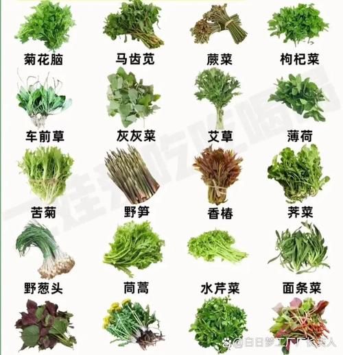 常见野菜图片及名称_哪些野菜可以吃-第2张图片-山城妙识 常见野菜图片及名称_哪些野菜可以吃-第2张图片-山城妙识